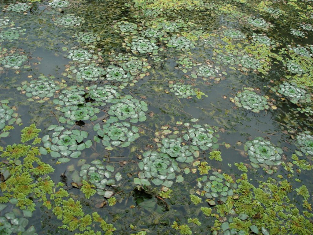 Specijalni rezervat prirode „Stari Begej-Carska bara“ – GDRSBL