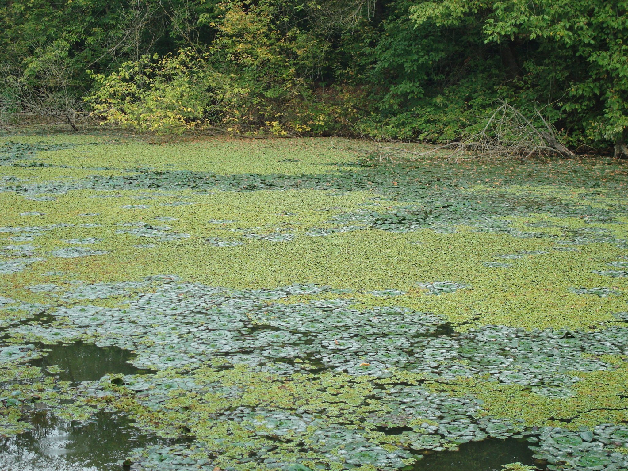 Specijalni rezervat prirode „Stari Begej-Carska bara“ – GDRSBL