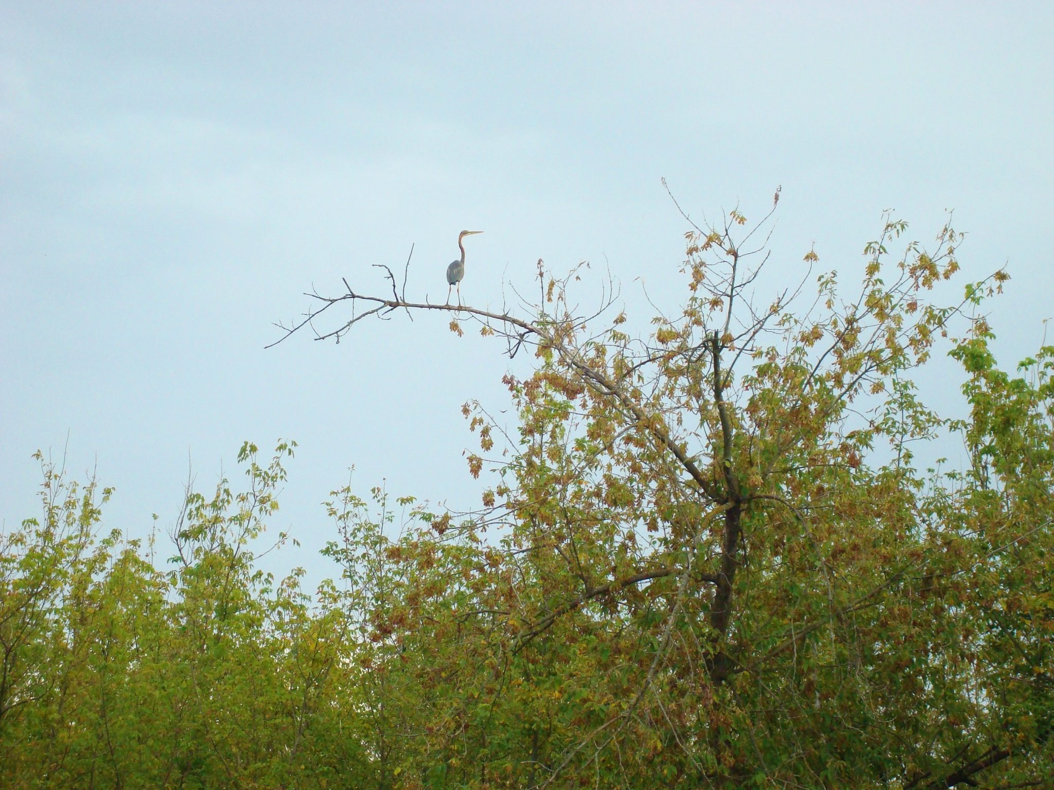 Specijalni rezervat prirode „Stari Begej-Carska bara“ – GDRSBL